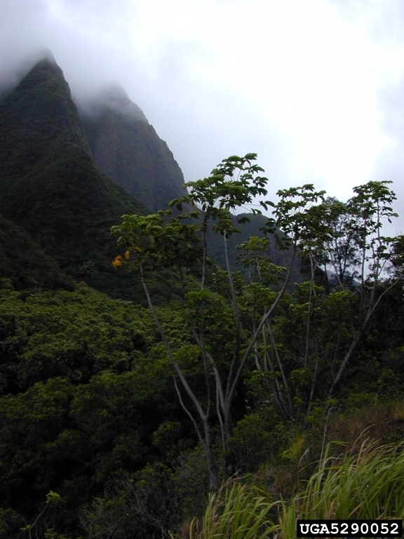 octopus tree, Schefflera actinophylla (Apiales: Araliaceae) - 5290052
