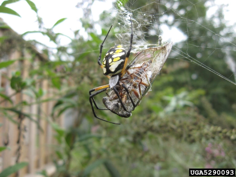 yellow garden spider (Argiope aurantia Lucas)