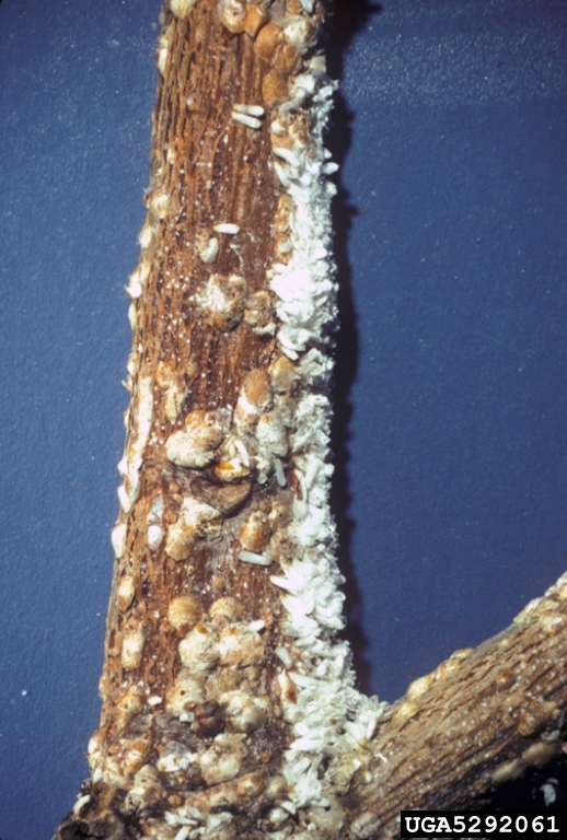 white peach scale (Pseudaulacaspis pentagona)