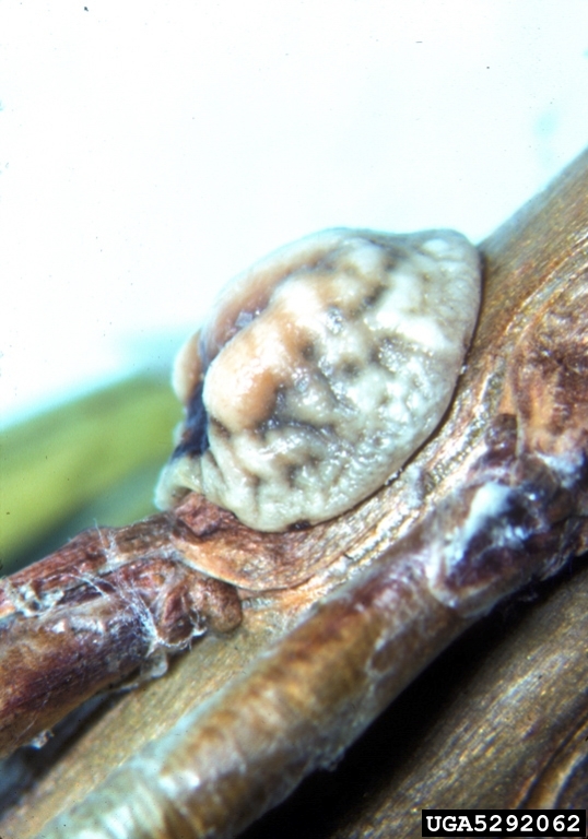irregular pine scale (Toumeyella pinicola Ferris)