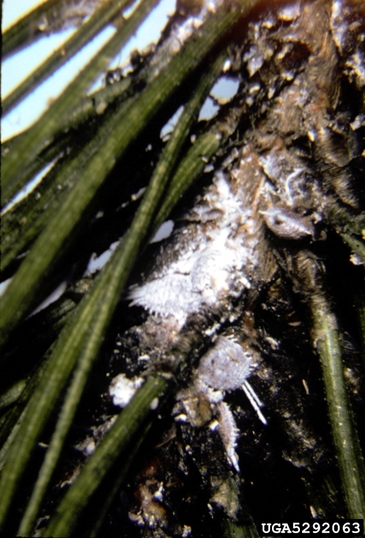 mealybug (Dysmicoccus pinicolus McKenzie)