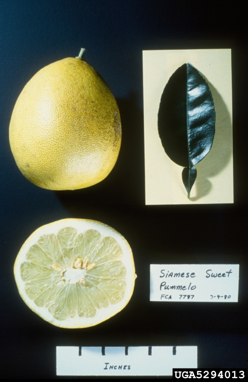 pumelo (Citrus maxima (Burm.) Merr.)