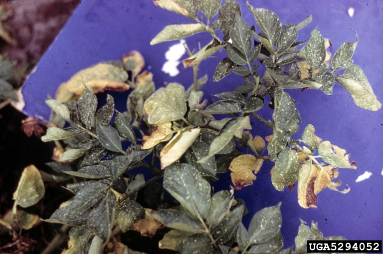 Verticillium wilt (Verticillium alboatrum Reinke & Berthold)