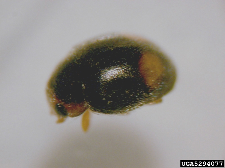 lady beetle (Genus Nephus)