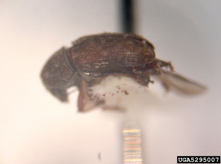 koa haole seed weevil (Araecerus levipennis Jordan, 1924)