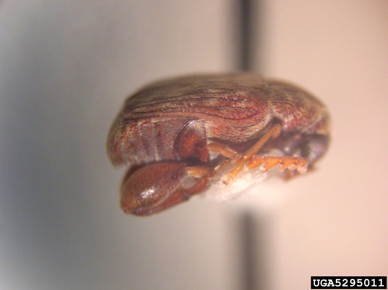 bean weevil (Acanthoscelides obtectus)