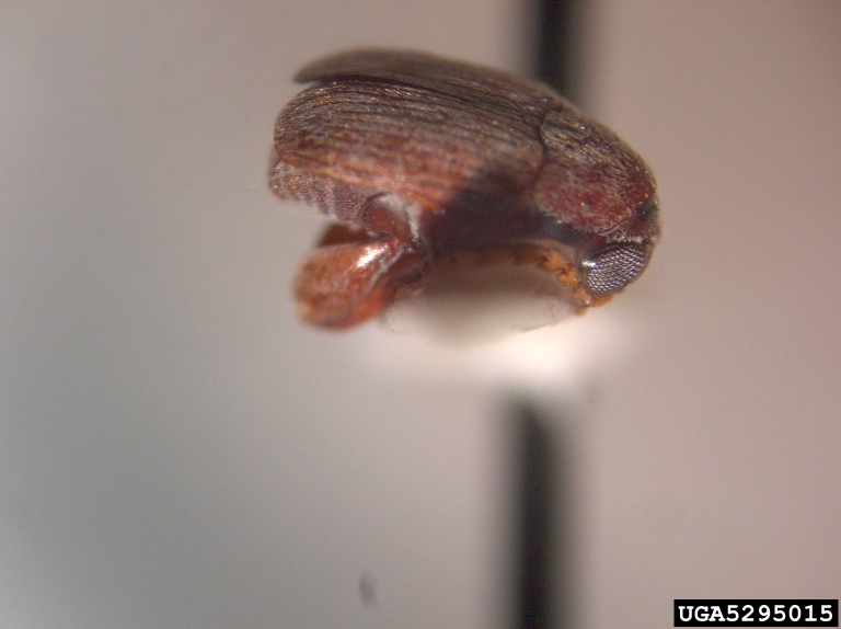 bean weevil (Acanthoscelides obtectus)