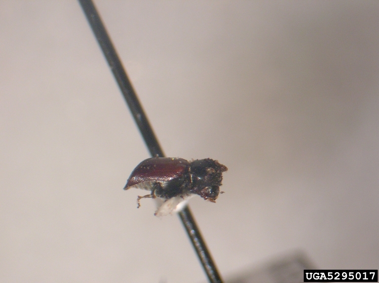 auger beetle (Xylopsocus castanoptera (Fairmaire, 1850))