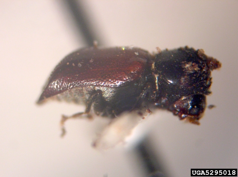 auger beetle (Xylopsocus castanoptera (Fairmaire, 1850))