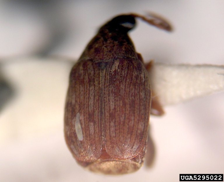 bean weevil (Acanthoscelides obtectus)