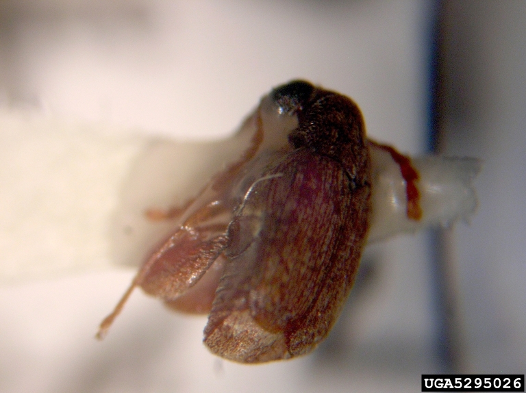 bean weevil (Acanthoscelides obtectus)