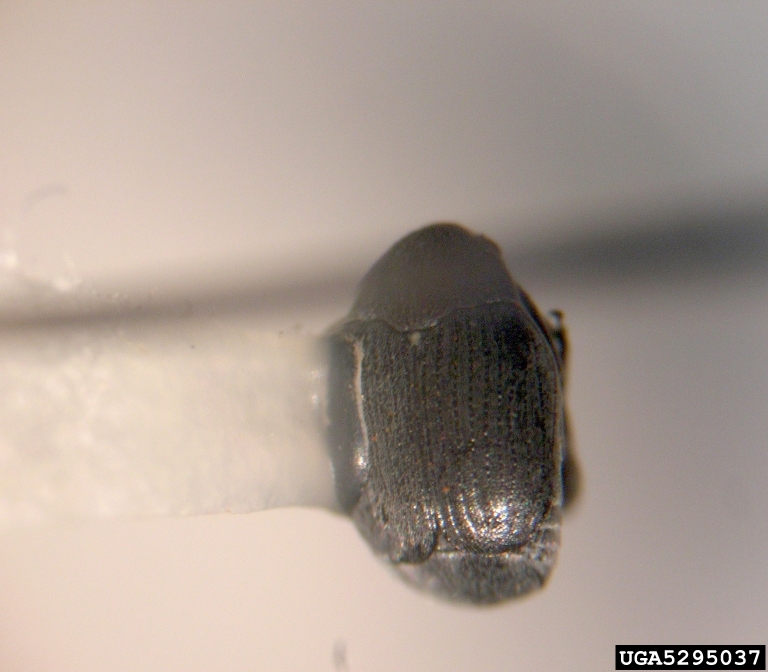 pruinose bean weevil (Stator pruininus)