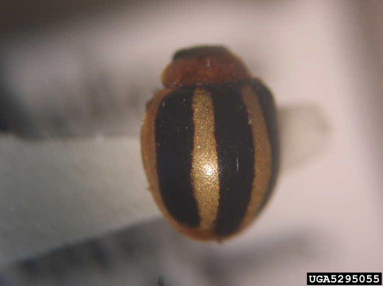 threestriped lady beetle (Brumoides suturalis)