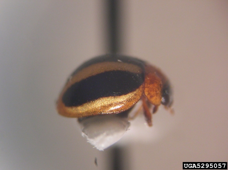 threestriped lady beetle (Brumoides suturalis (Fabricius, 1798))