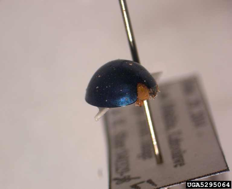 metallic blue lady beetle (Curinus coeruleus)