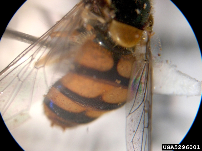 common hoverfly fly, Simosyrphus grandicornis (Diptera: Syrphidae ...