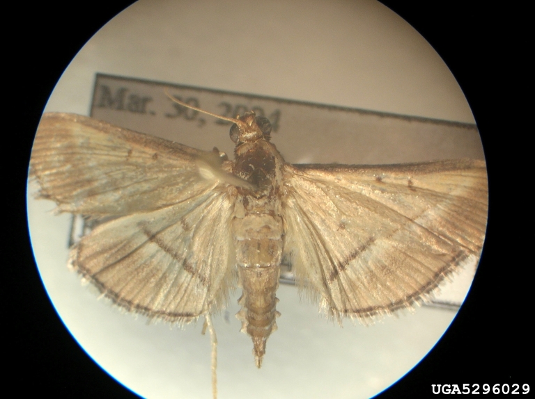 Crambid moth (Omiodes demaratalis)