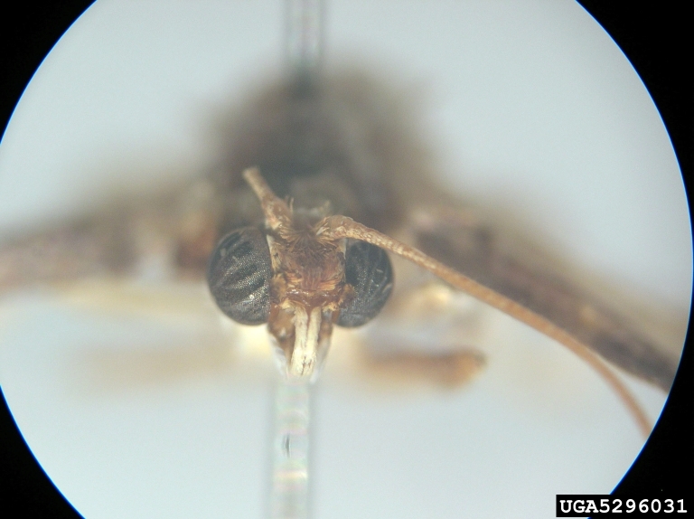 Crambid moth (Omiodes demaratalis)