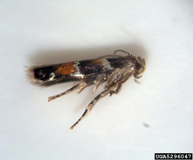 fancy case caterpillars (Genus Hyposmocoma)