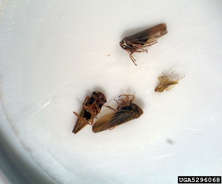 leafhopper (Agallia lingula Van Duzee, 1907)