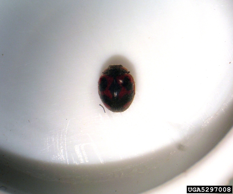 vedalia beetle (Rodolia cardinalis (Mulsant, 1850))