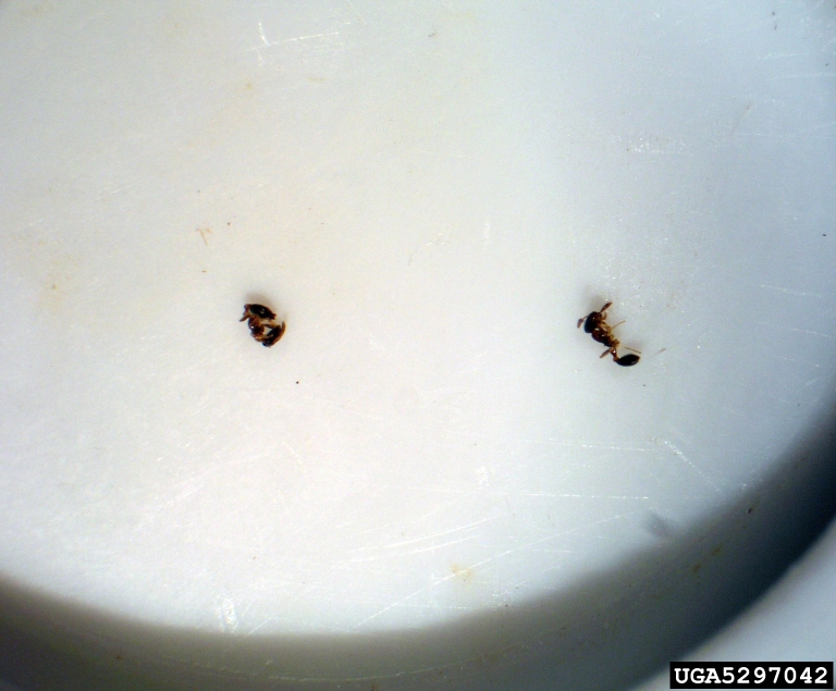 ant (Genus Monomorium)