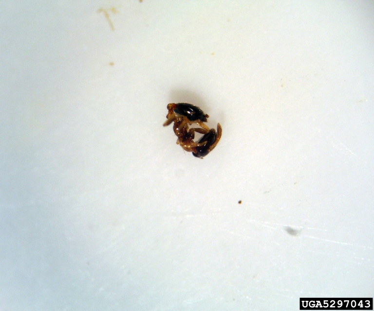 ant (Genus Monomorium)