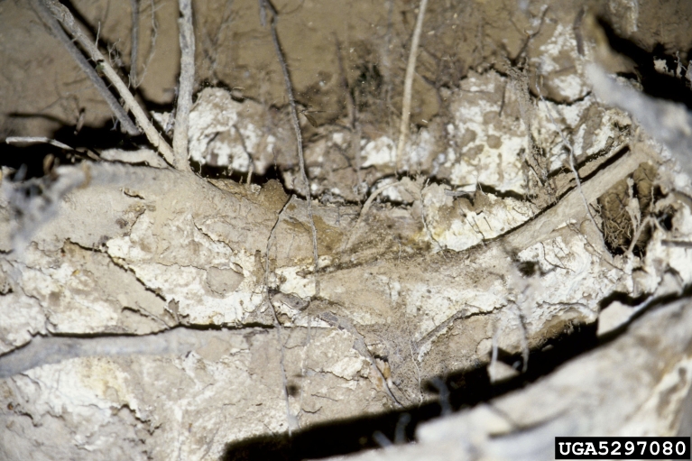 ash root rot (Scytinostroma galactinum)