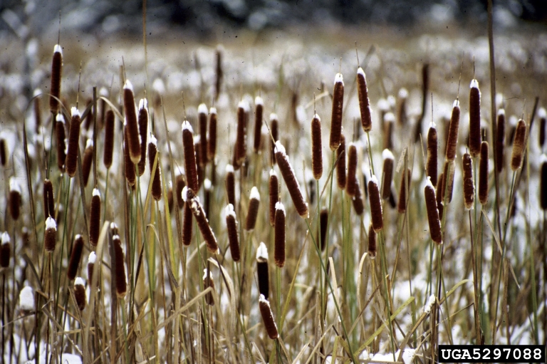 common cattail (Typha latifolia)