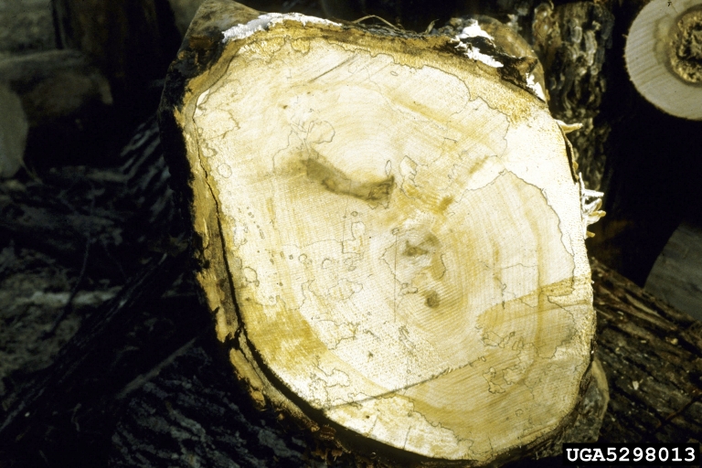 Compartmentalization Of Decay In Trees (CODIT)