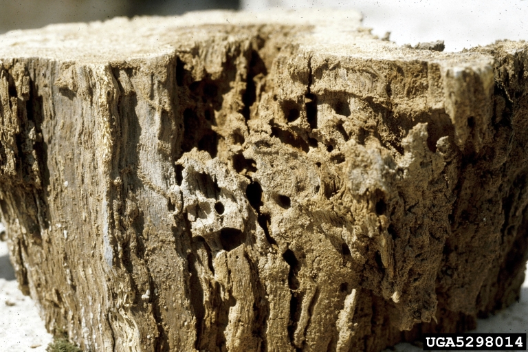 Compartmentalization Of Decay In Trees (CODIT)