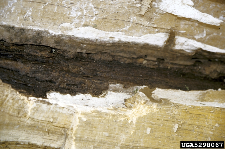 Armillaria root rots, Armillaria spp. (Agaricales: Marasmiaceae) - 5298067