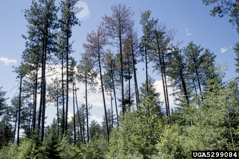 red pine (Pinus resinosa Soland.)