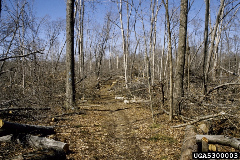 root lifting, soil heaving, and windthrow