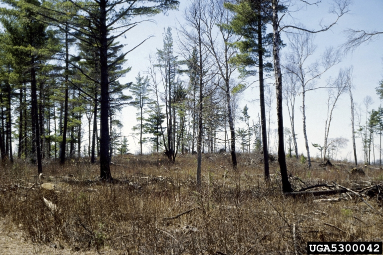 eastern white pine (Pinus strobus)