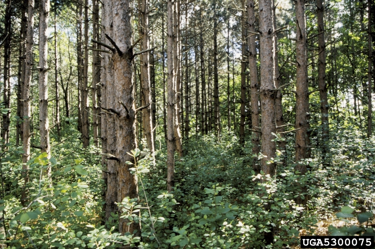 red pine (Pinus resinosa)