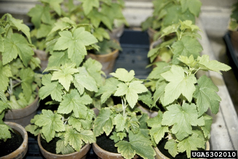 currant (Genus Ribes L.)
