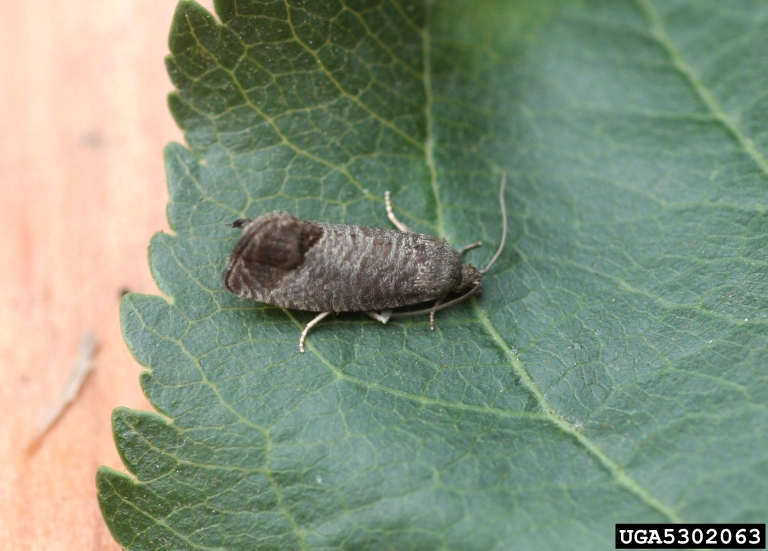 codling moth (Cydia pomonella (Linnaeus))