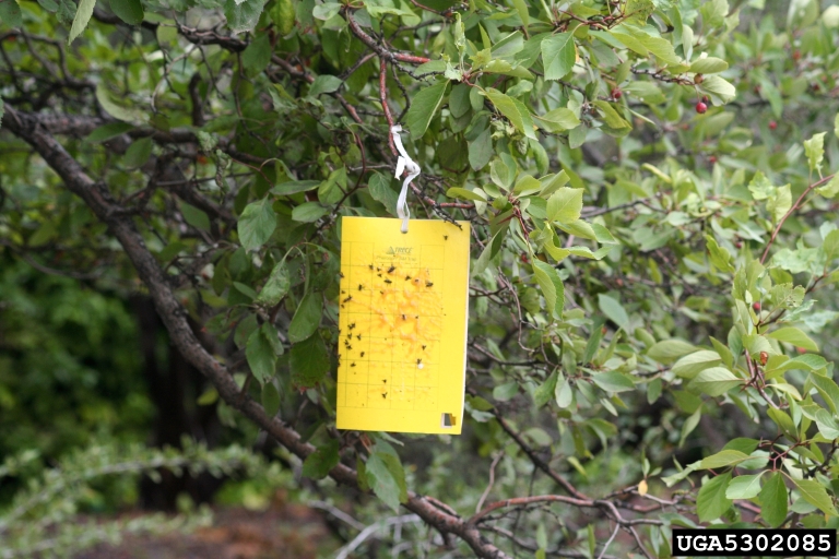 apple maggot (Rhagoletis pomonella)