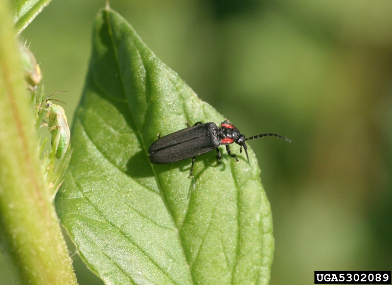 firefly (Pyropyga minuta (Leconte, 1851))