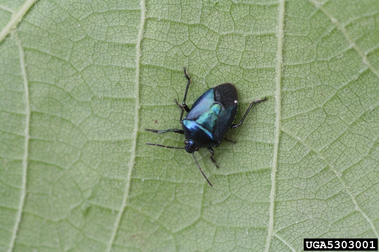 blue stink bug, Zicrona caeruleus (Hemiptera: Pentatomidae) - 5303001