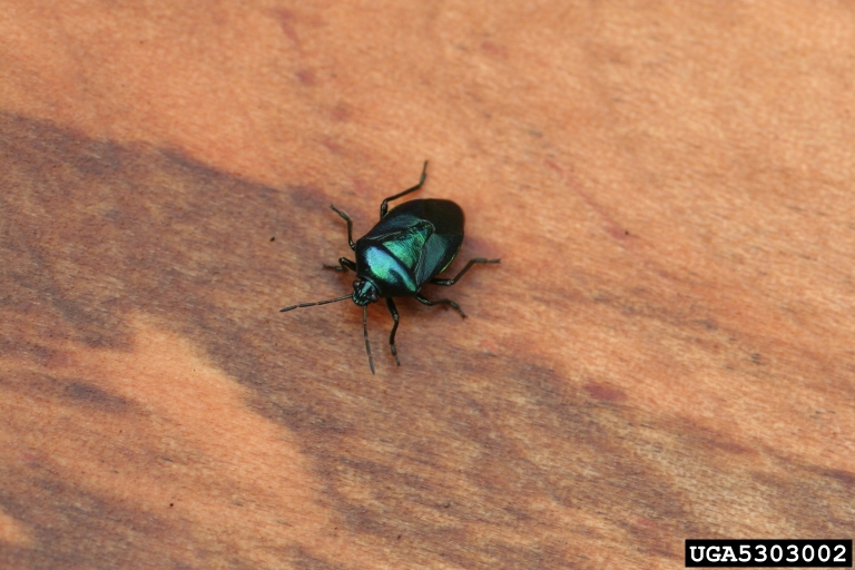 blue stink bug (Zicrona caeruleus (Linnaeus, 1758))