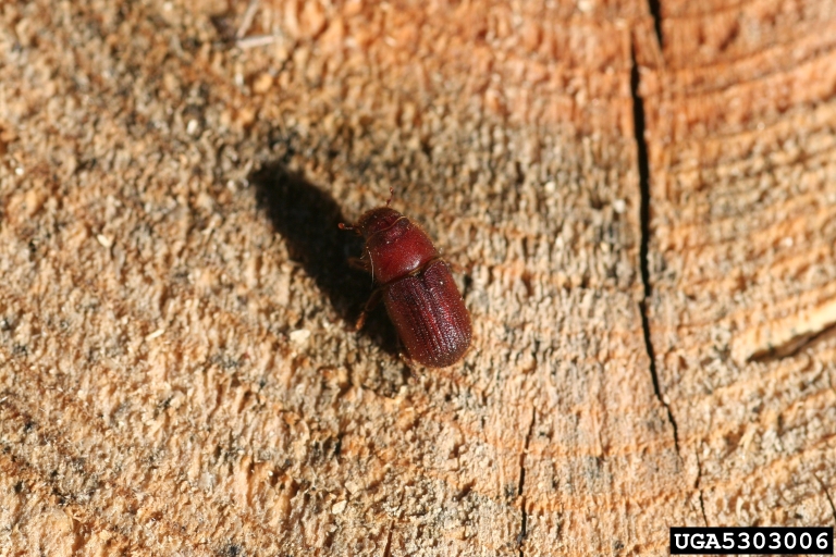 red turpentine beetle (Dendroctonus valens)