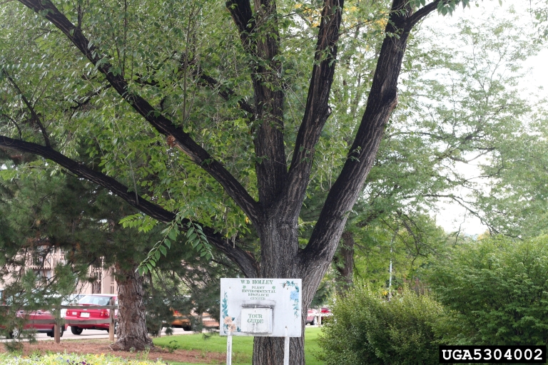 European elm scale (Gossyparia spuria)
