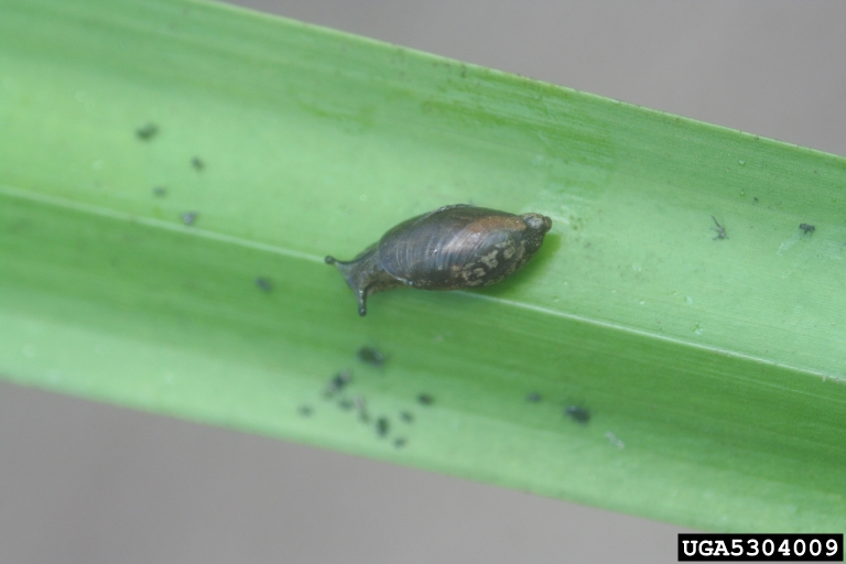 paper snails (Genus Physa)