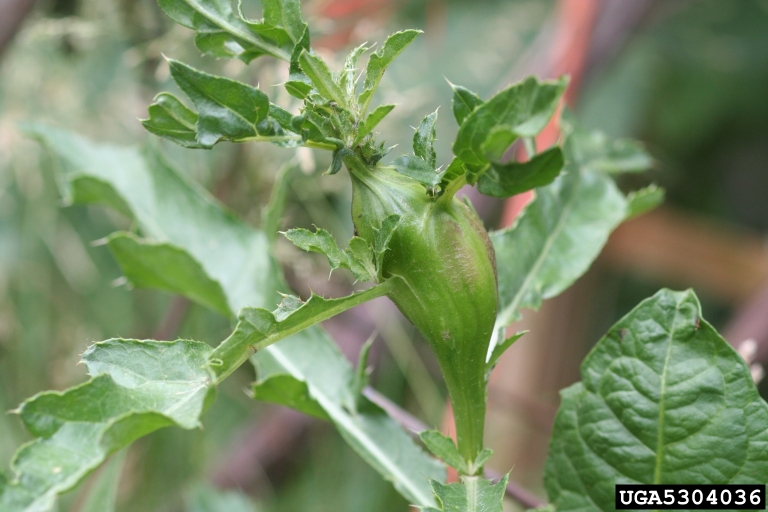 Canada thistle stem-gall fly (Urophora cardui)