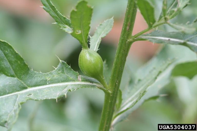 Canada thistle stem-gall fly (Urophora cardui)