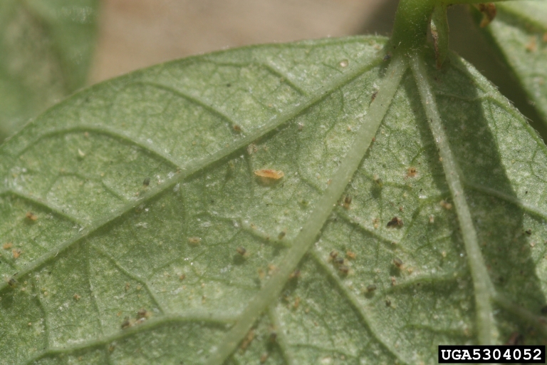 predatory gall midge (Feltiella acarisuga (Vallot, 1827))