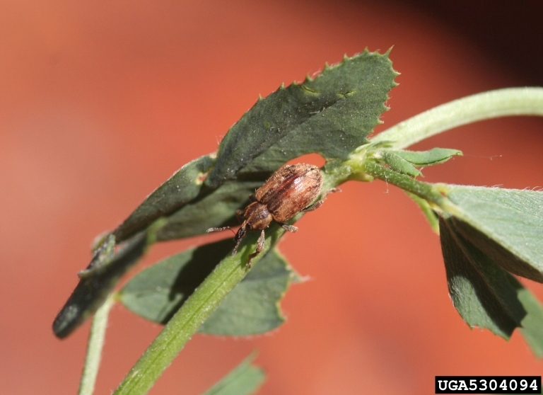 alfalfa weevil (Hypera postica (Gyllenhal, 1813))