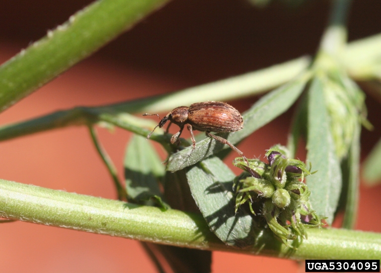 alfalfa weevil (Hypera postica (Gyllenhal, 1813))